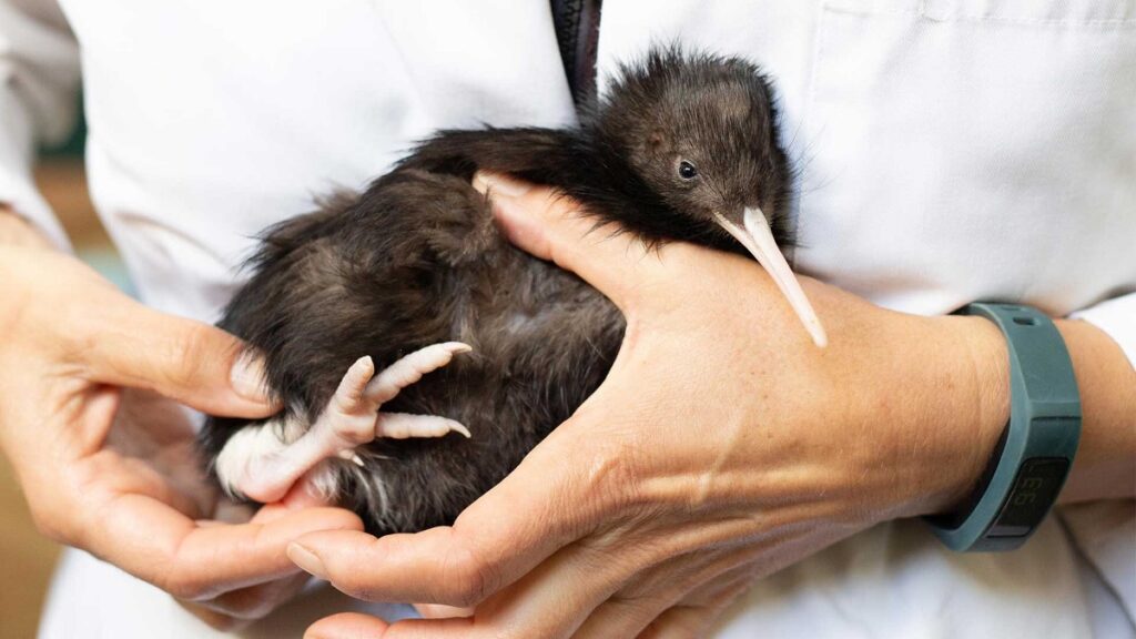 How Many Toes Do Birds Have: A Clear Guide to Bird Toe Patterns