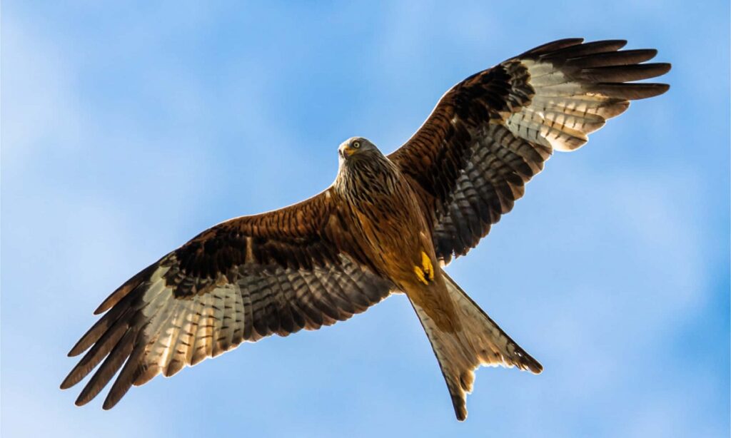 How Many Toes Do Birds Have: A Clear Guide to Bird Toe Patterns