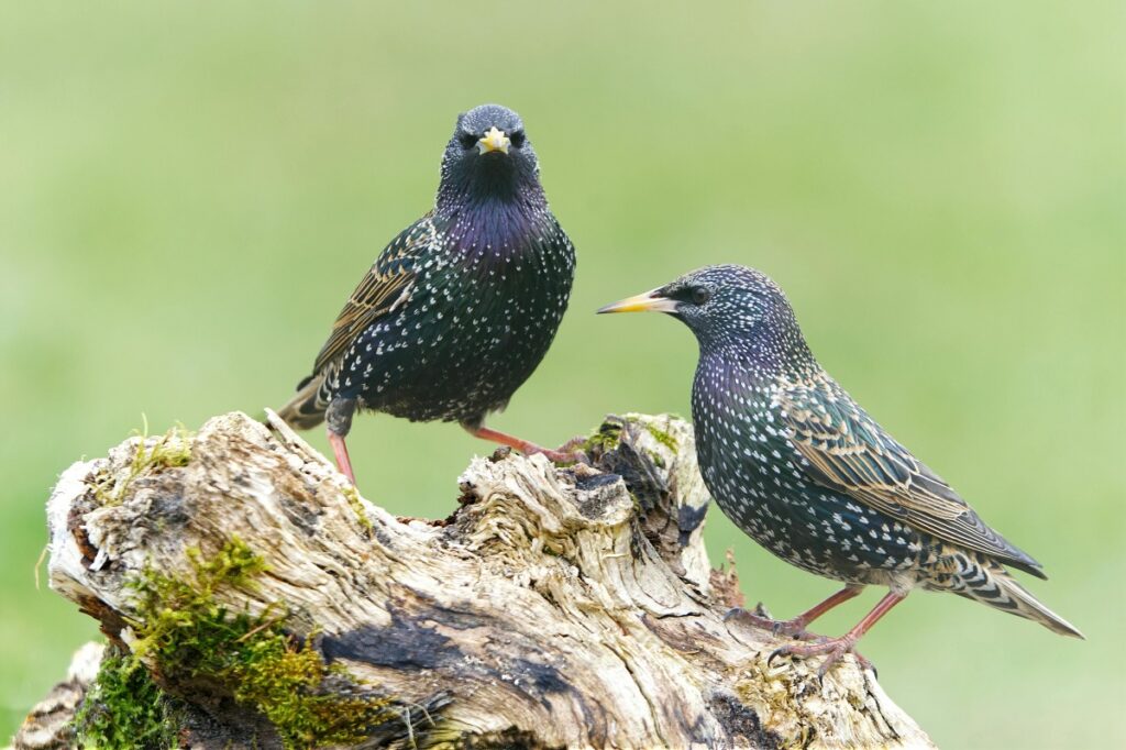 What Are Perching Birds: Key Species, Habits, and Adaptations