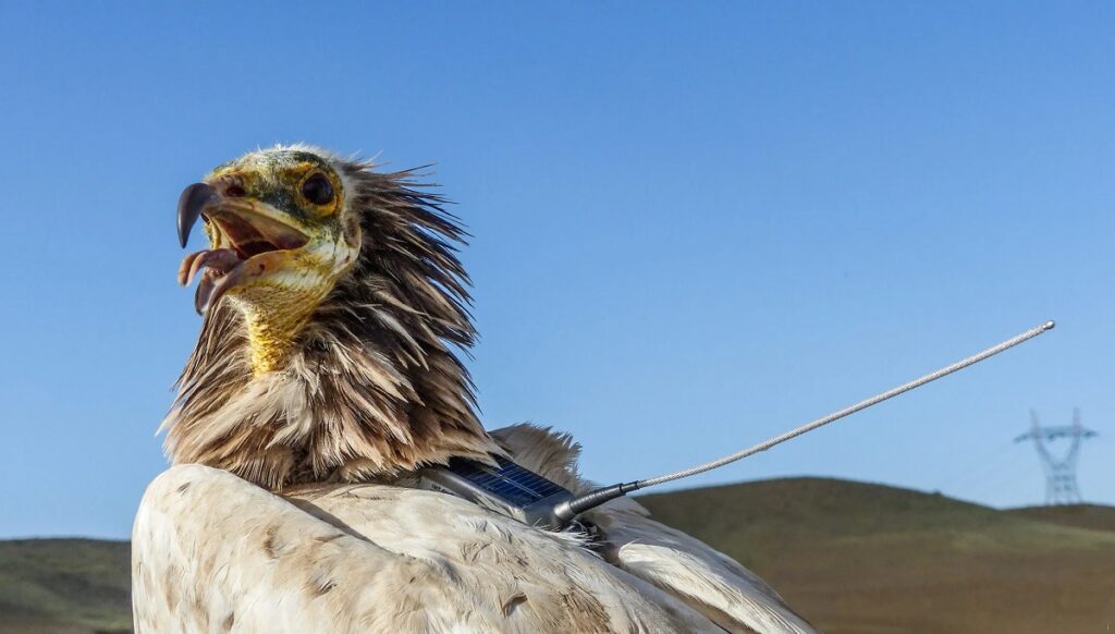 Can Birds Get Rabies? Risks, Transmission, Symptoms, and Safety ...