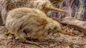 Can Kiwi Birds Fly: Facts, Adaptations, and Survival Strategies