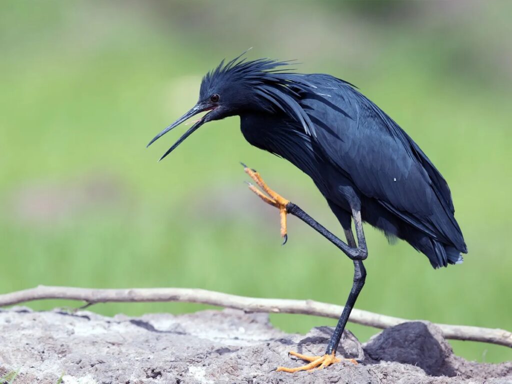 Which Birds Can Fly Backwards: Species, Adaptations, and Amazing Facts
