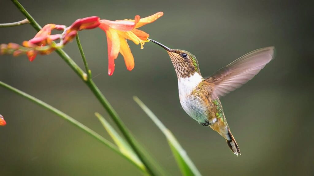 What Is the Scientific Name for Birds? Classification, Taxonomy, and ...