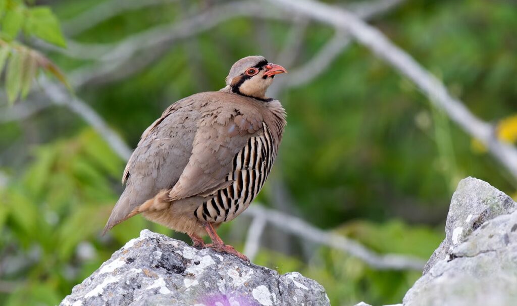 Types of Game Birds: A Complete Guide to Popular Hunting and Wild Species